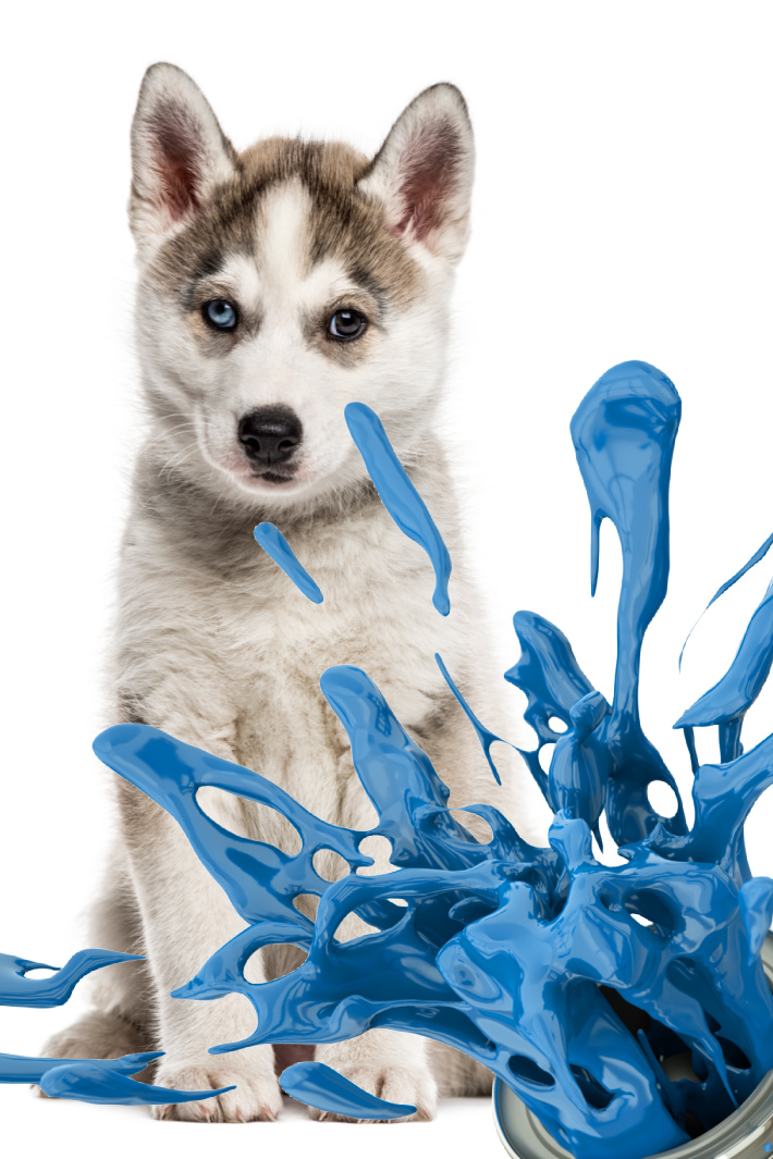 SPLASH – a dash of colour